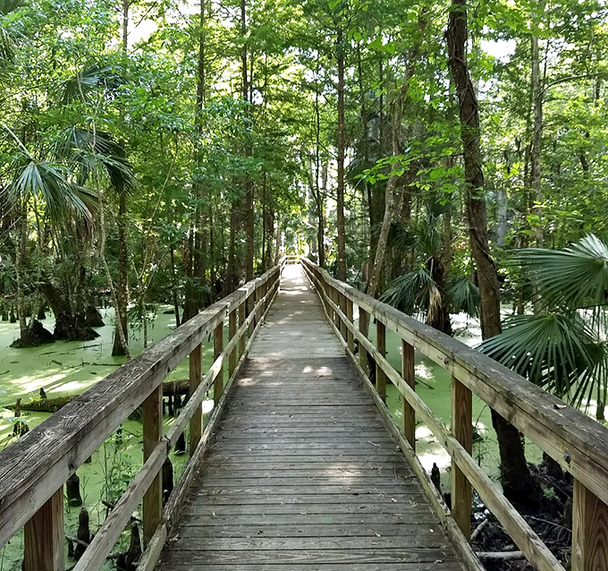 The swamp superhighway floats you through cypress knees and duckweed. Walking on water is just another day in this emerald paradise.