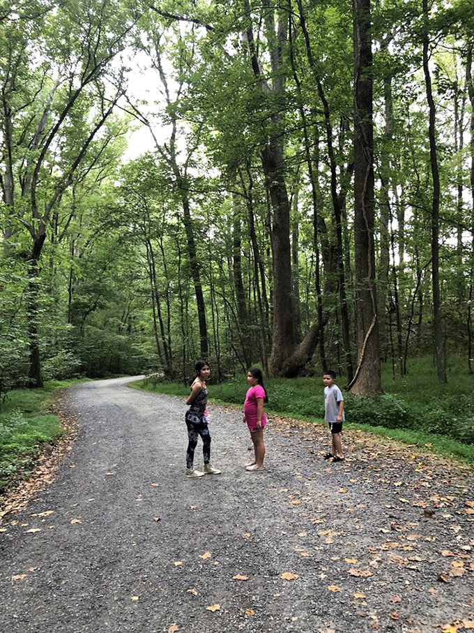 Towering hardwoods create a leafy cathedral ceiling along this trail, where conversations naturally drop to whispers in nature's presence.