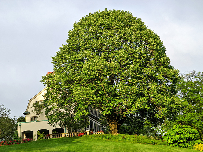 A magnificent tree stands sentinel over the grounds, having witnessed decades of seasons while we humans still struggle with four-year plans.