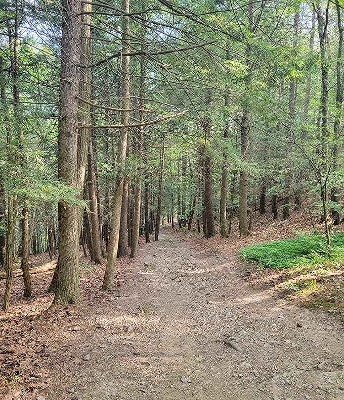 Sunlight filters through the forest canopy along this serene trail. A reminder that sometimes the best paths in life aren't paved.