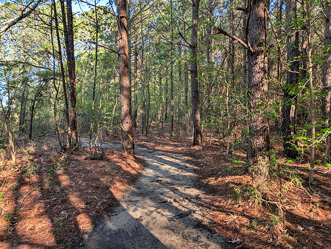 Sunlight dapples this forest trail like nature's own spotlight system, guiding wanderers through pine-scented pathways toward unexpected discoveries.