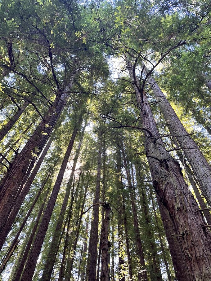 Look up! These towering redwoods create nature's most impressive ceiling, a living cathedral that's been under construction for centuries.