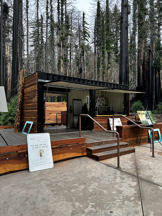 The modern visitor center stands in stark contrast to its ancient surroundings, offering information while respecting the forest's quiet dignity.