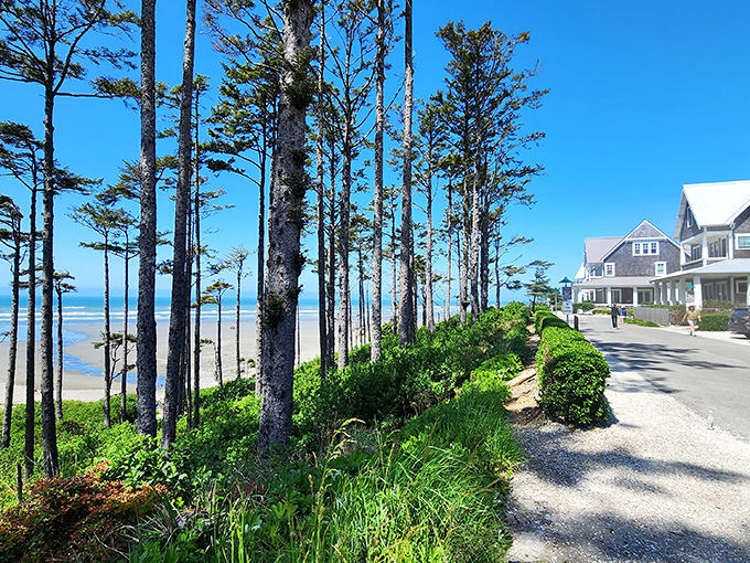 Nature's perfect framing device. Tall pines create living windows to the ocean, proving that sometimes the best views come with their own natural curtains.