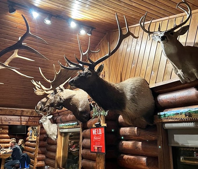 Talk about a room with a view! These majestic mounts aren't just decor; they're silent dinner companions with impressive antler-titude. 