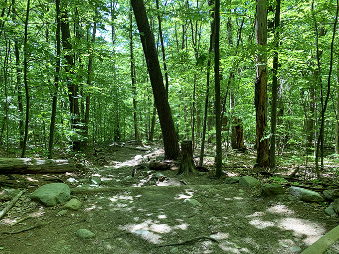 The enchanted forest section of White Dot Trail. Sunlight plays hide-and-seek through leaves while roots reach out like nature's welcome mat.