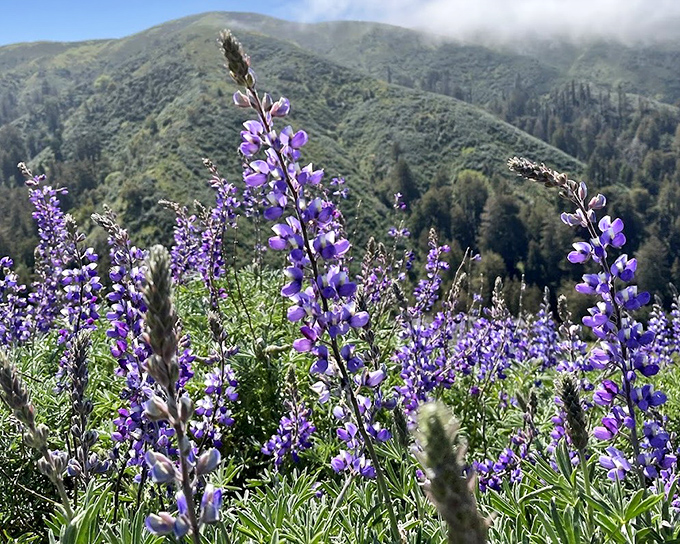 Purple lupines reaching skyward like nature's own jazz hands. These wildflowers put on a spring show that makes Broadway productions look understated.