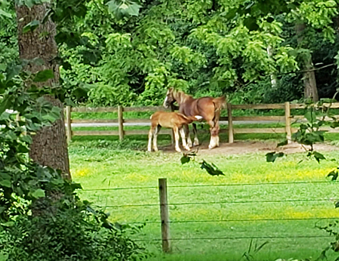 The surrounding farmland remains home to horses and livestock, maintaining the rural character that defined the area when the bridge was built.