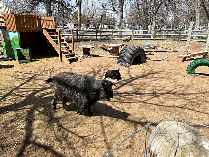At Zoo Idaho, even the goats seem to appreciate the affordable cost of living, lounging in their enclosure like they own real estate in paradise.