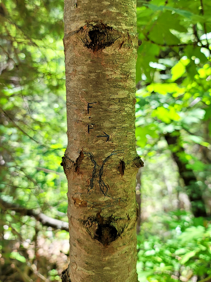 Someone carved "FFA" into this tree &ndash; not vandalism but rather nature's own mysterious trail marker guiding you to the falls.