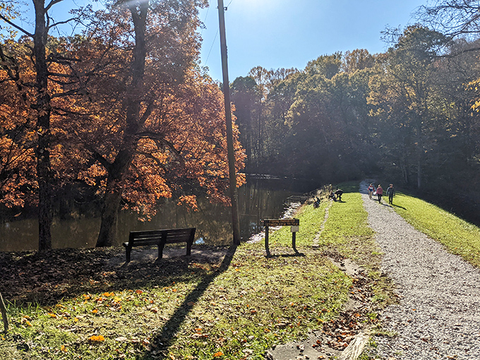 Autumn's golden hour transforms an ordinary creek-side bench into front-row seats at nature's greatest show. No tickets required.