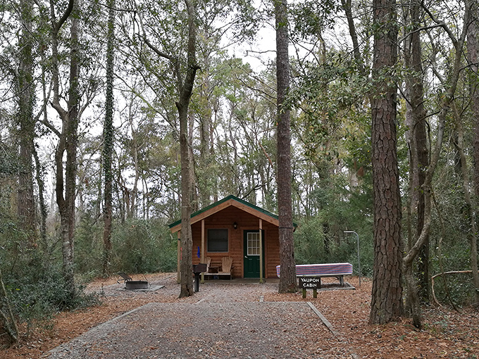 Rustic comfort nestled among towering pines. These cabins offer the perfect middle ground between roughing it and resort living.