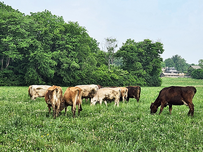 Happy cows grazing on verdant pastures&mdash;not just a marketing image but the daily reality that makes Traders Point's dairy products exceptional.