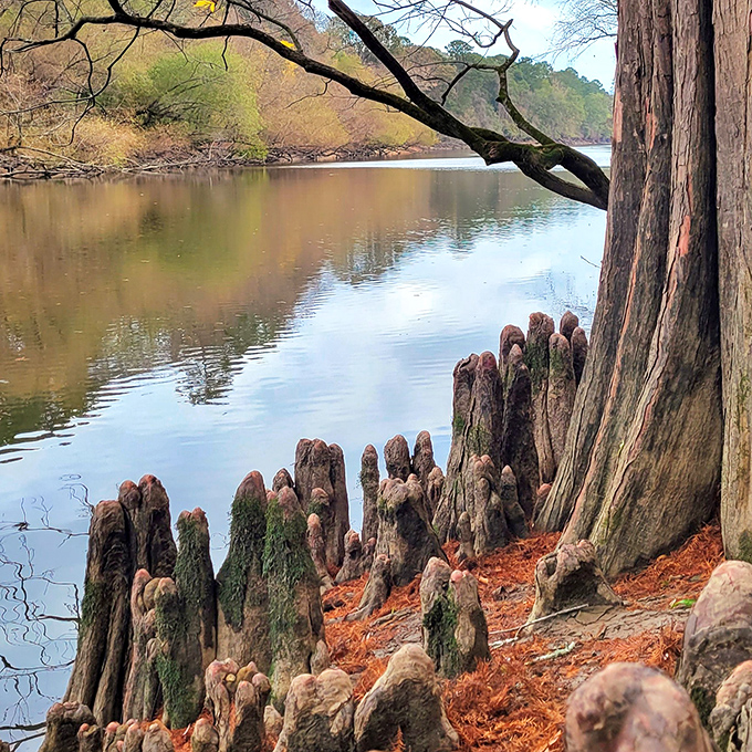 Cypress knees rise from the rusty-colored forest floor like nature's sculpture garden, creating an otherworldly riverside scene.