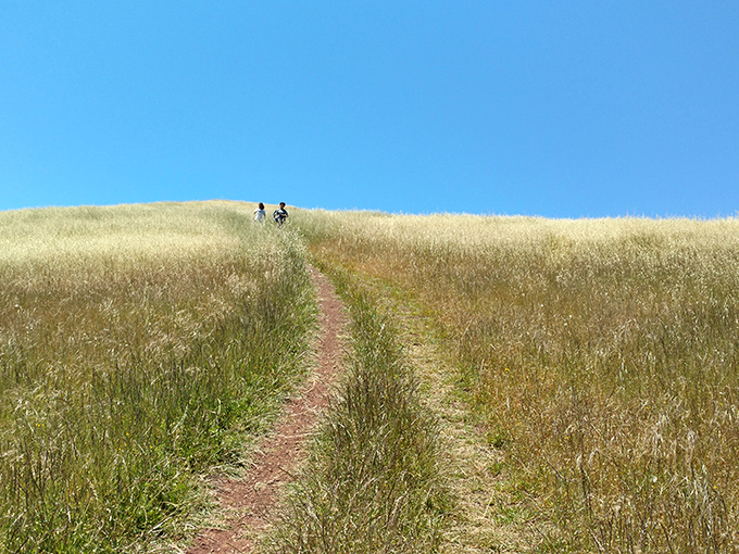The golden path through golden grasses—California's version of the yellow brick road, but with better views and fewer flying monkeys.