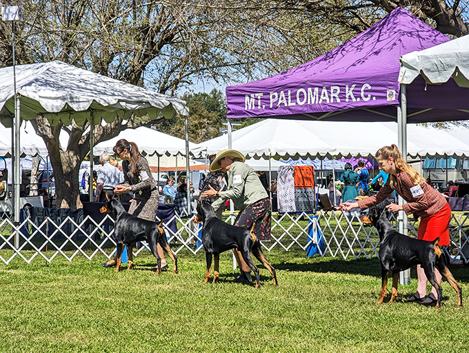A dog show unfolds under blue skies, where four-legged competitors strut their stuff with more confidence than runway models.