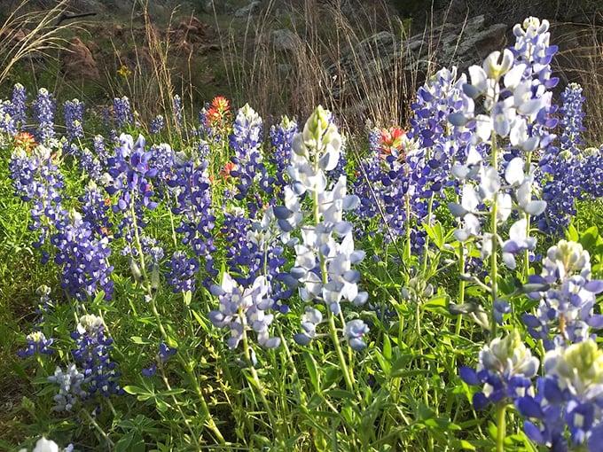 Texas bluebonnets carpet the ground in spring, turning the whole place into a living postcard.