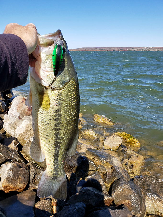That's not just a fish&mdash;that's tonight's dinner with a side of bragging rights. Wilson Lake's bass seem to pose for photos before release.