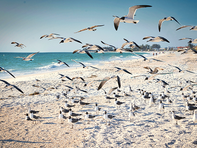 The beach's most persistent residents hold an impromptu convention. These birds have mastered the art of looking busy while doing absolutely nothing.
