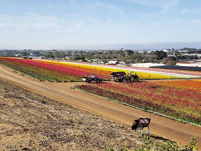 Technicolor flower fields transform the landscape into nature's quilt, proving farmers are artists who paint with living materials.