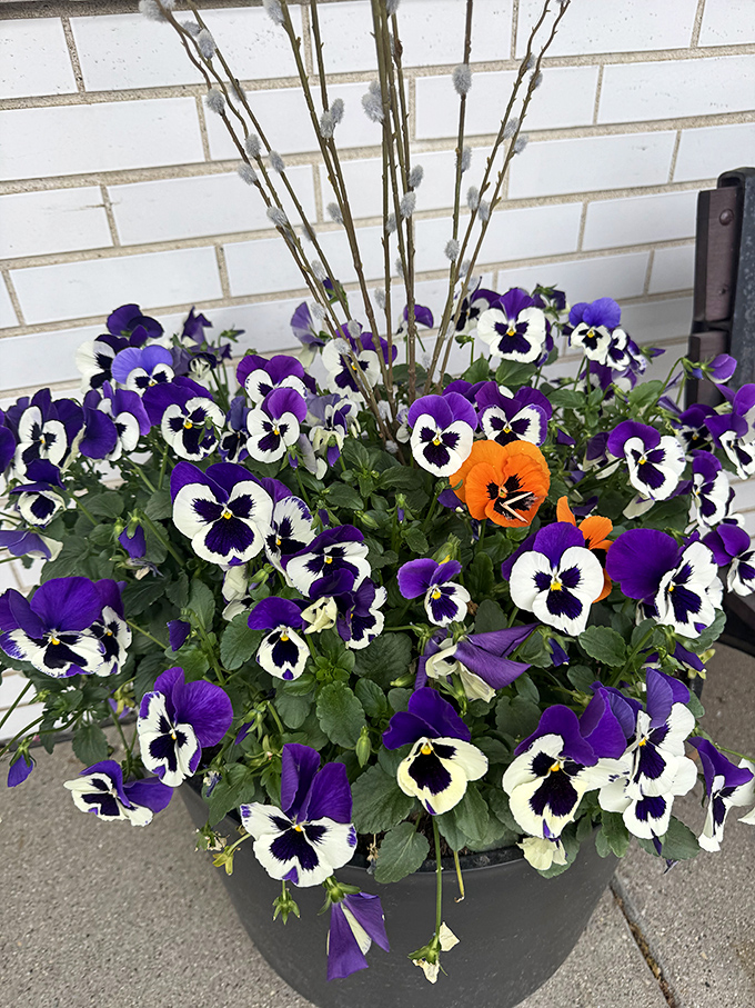 Even the flowers outside Early Bird Cafe seem to understand the importance of standing out, with one rebellious orange bloom among the purple.