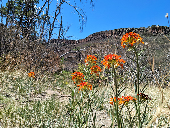 Brilliant orange wildflowers stand like tiny torches against volcanic cliffs. Nature's color coordination game is always on point.