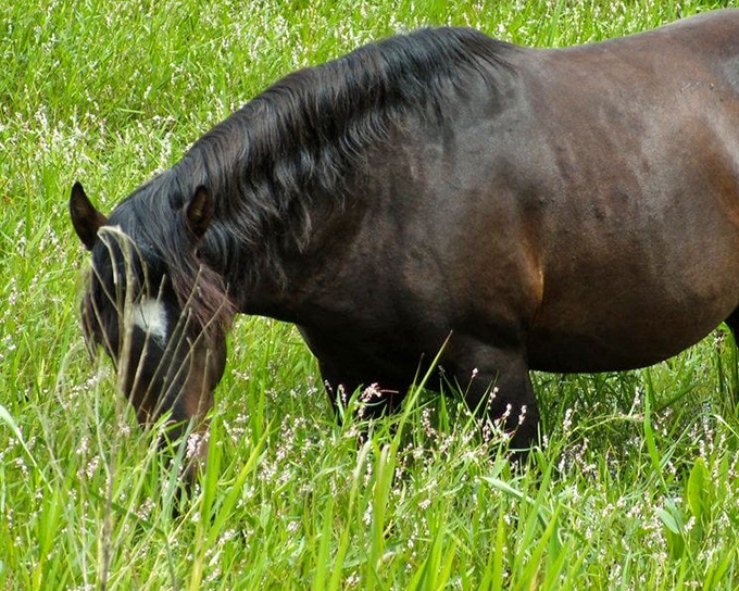 "Excuse me, this is my prairie." The wild horses here don't need Instagram filters&mdash;they're living their best untamed lives 24/7.