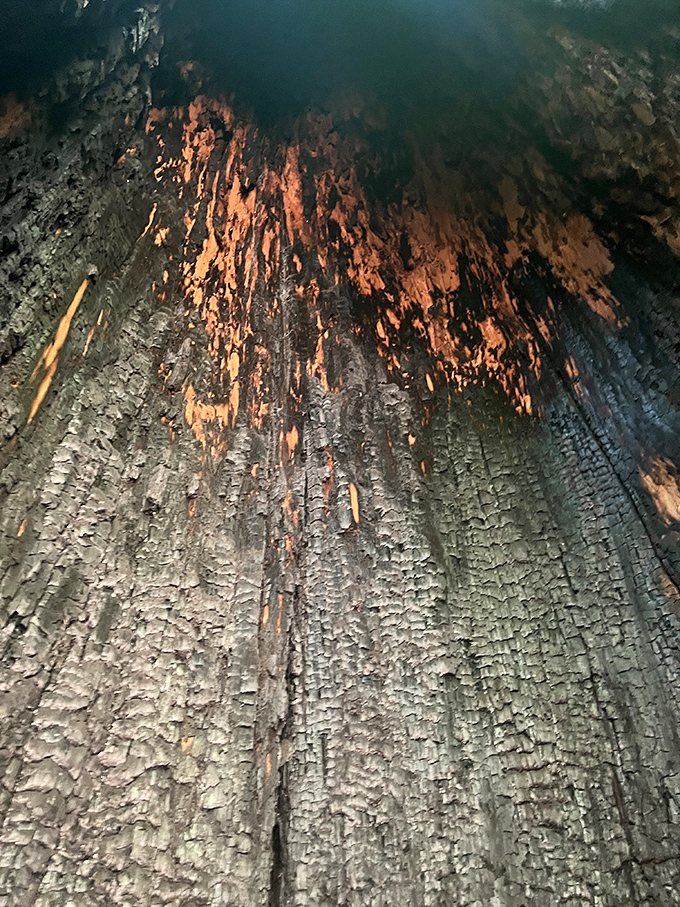 Peer inside a fire-hollowed redwood to witness nature's resilience. These trees have survived centuries of flames, emerging scarred but standing strong.