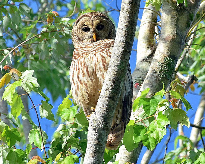 A barred owl perches majestically in the canopy, looking wise and slightly judgmental about your photography skills.