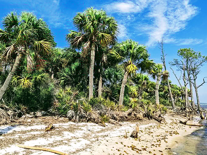 Palm trees clustering like old friends sharing secrets. These coastal sentinels have weathered countless storms while keeping their tropical dignity intact.
