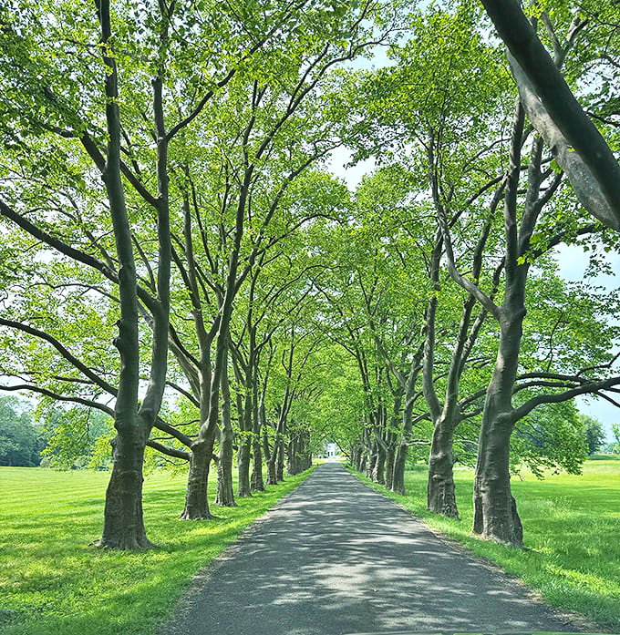 Nature created its own grand entrance with this tree-lined avenue leading visitors toward architectural adventure.