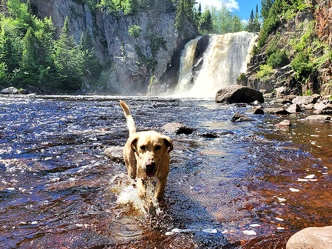 Four-legged joy unleashed! Even dogs understand that splashing beneath High Falls is Minnesota's version of canine paradise.