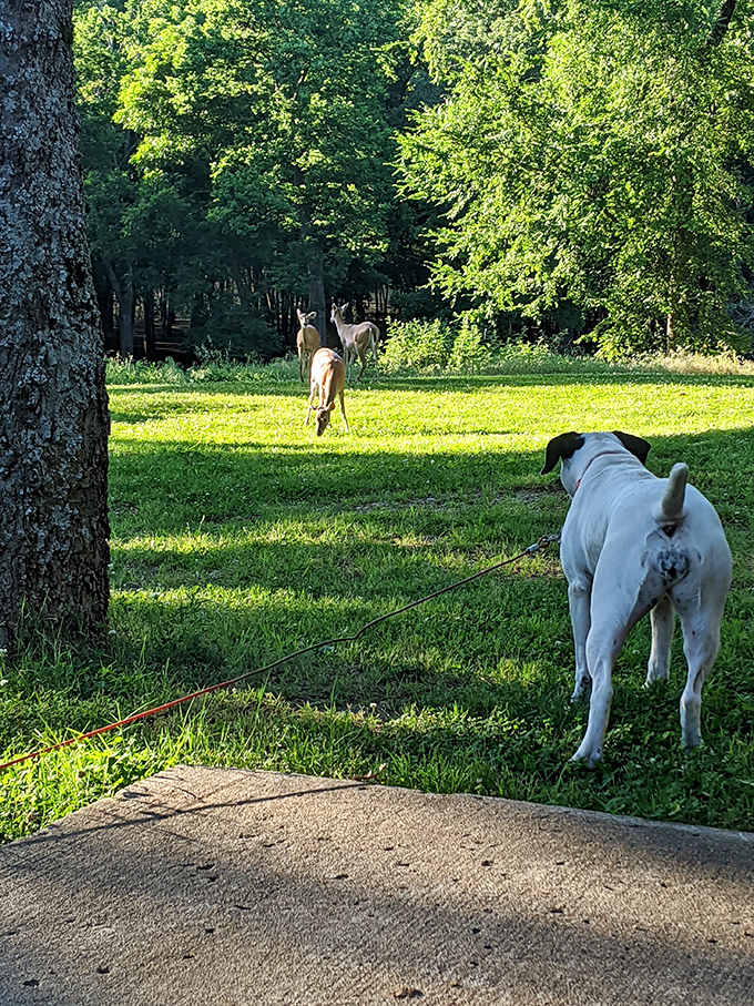 When local deer photobomb your dog's nature walk, it's the kind of wildlife encounter that makes everyone's day infinitely better.