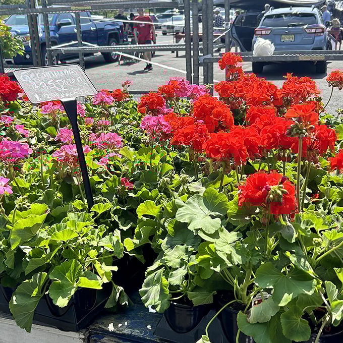 Garden dreams in vibrant red and pink! These healthy geraniums offer instant curb appeal for shoppers looking to bring home living treasures. 