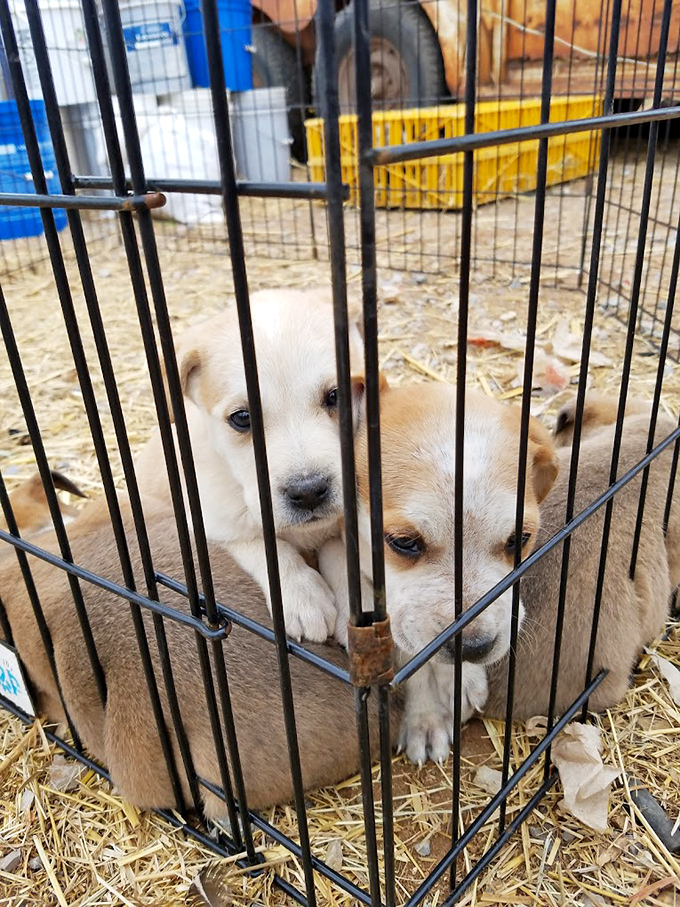 Puppy love at first sight! These adorable furballs remind us that sometimes the most precious treasures at Mary's aren't things at all.