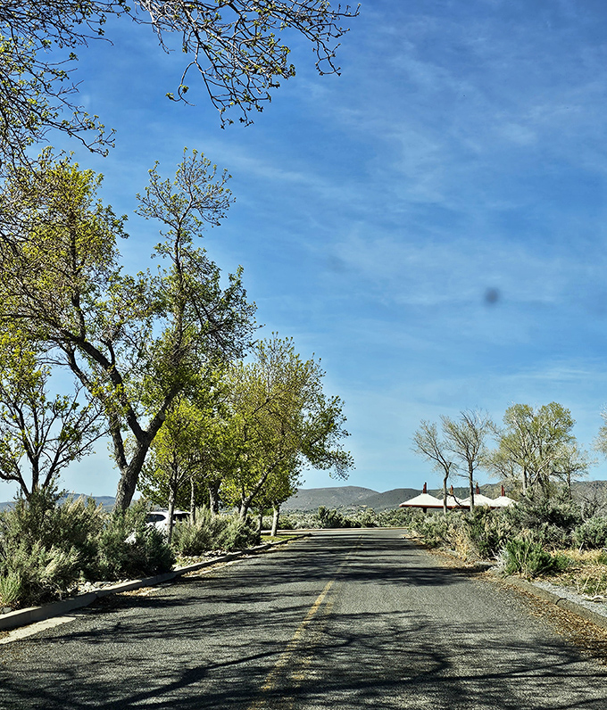 The road less traveled sometimes has the best scenery. Tree-lined park roads offer dappled shade and anticipation of views to come.