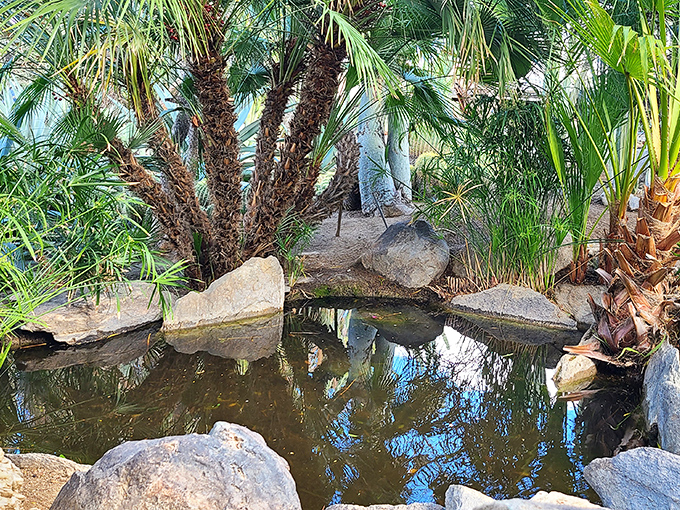An unexpected oasis tucked among the thorns, because even in a desert garden, sometimes you need a moment of watery zen.