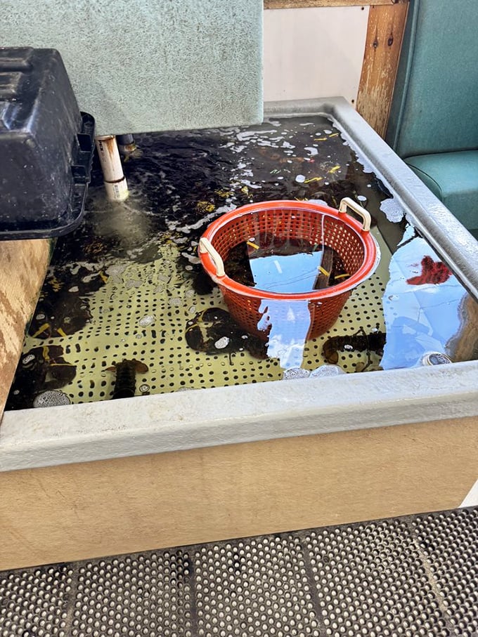 Where the magic begins&mdash;this tank isn't just storing seafood, it's preserving a direct connection to the Atlantic.