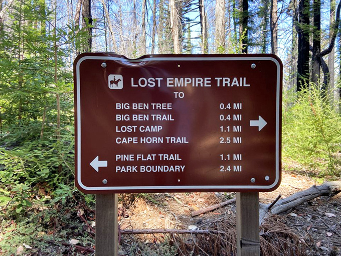 The Lost Empire Trail sounds like something Indiana Jones would explore. Thankfully, no booby traps—just spectacular redwoods.