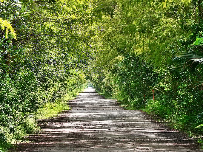 Sunlight filters through the dense canopy, creating a dappled pathway that feels more like a secret passage than a public road.