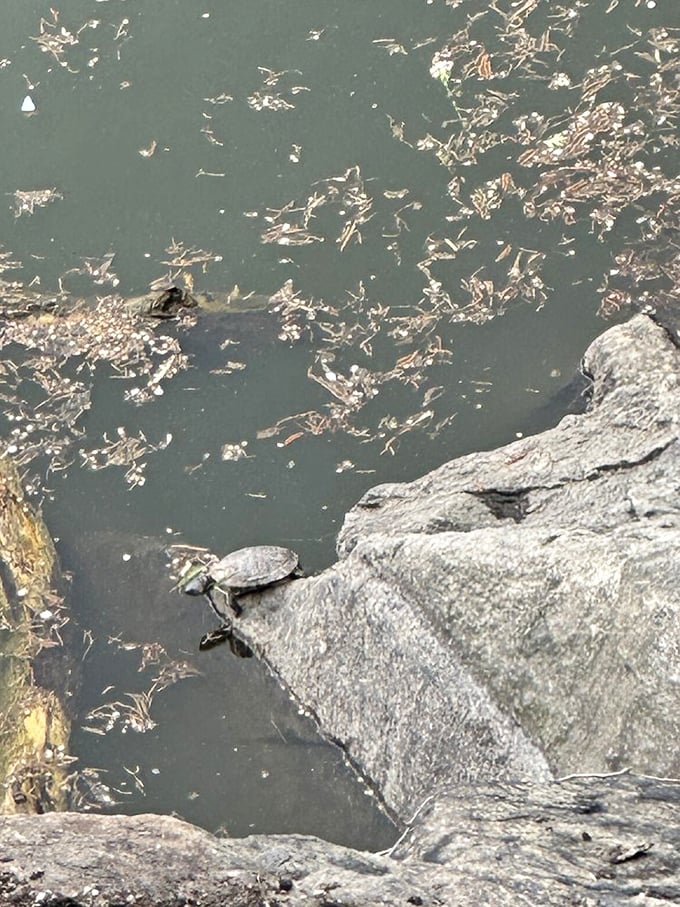 Residents of the realm! Turtles sun themselves on rocks below the castle, living their best lives in their aptly-named aquatic kingdom.