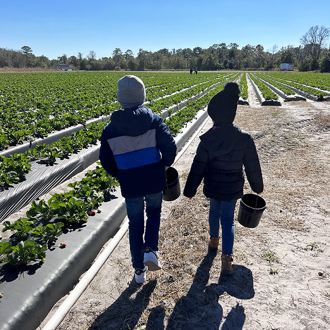 The universal joy of berry picking, captured in silhouette. These bucket-wielding explorers are on a delicious treasure hunt.