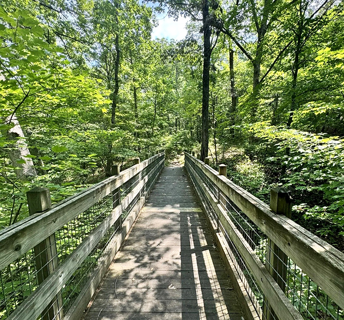 This wooden footbridge invites exploration through a verdant cathedral of Missouri hardwoods, each step a journey deeper into tranquility.