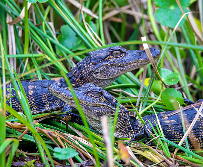 Baby alligators huddle like teenagers at a mall. "Act natural, guys. The humans are watching and taking pictures again."