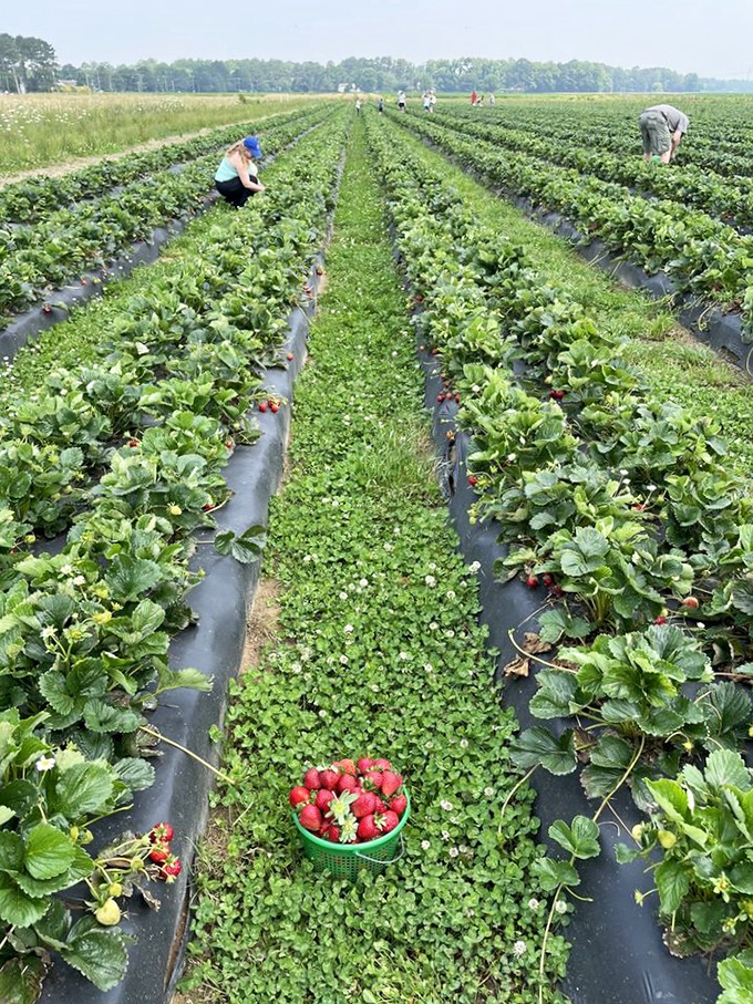 Tire swings at orchards mean someone understands that picking fruit should include serious fun for everyone visiting.