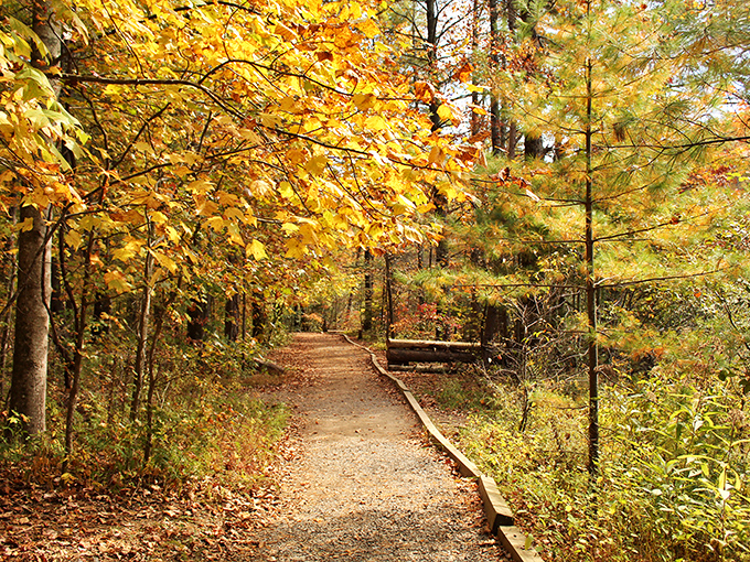 Autumn transforms ordinary trails into golden pathways, where fallen leaves create nature's most satisfying crunch beneath your boots.