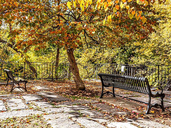 Park benches beneath golden canopies invite quiet moments of reflection. Nature's therapy session costs exactly zero dollars and zero cents.
