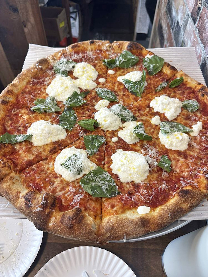 Burrata pizza that's dressed to impress with fresh basil confetti. Each creamy cheese dollop melts into the sauce like they were destined to meet.