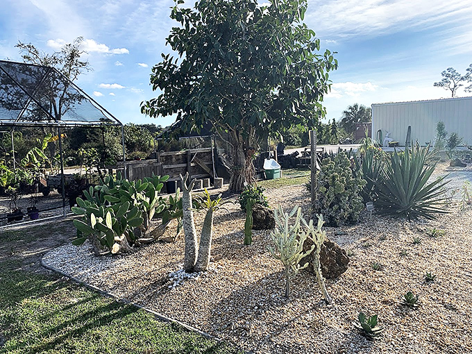 The desert garden showcases nature's sculptors&mdash;cacti and succulents that have perfected the art of thriving in harsh conditions.