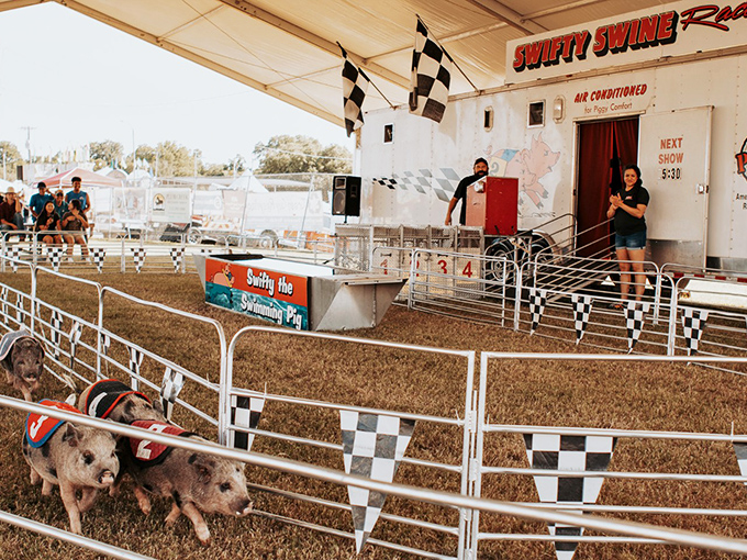 The Swifty Swine Racing pigs at Chisholm Trail Roundup prove that in Lockhart, even the entertainment comes with a side of bacon.
